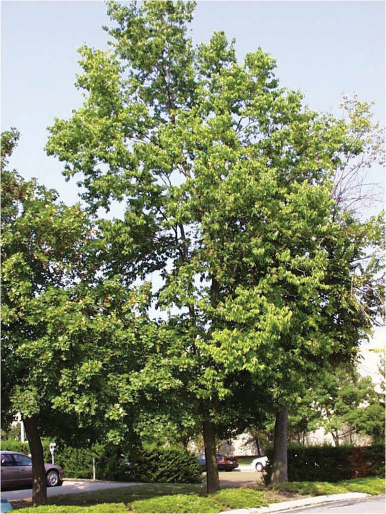 PLANT LIST